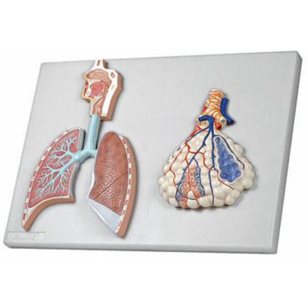 Respiratory System Model with Alveoli (MYASKRO)